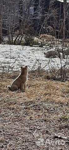 Собаки щенки зсл (Лайки)