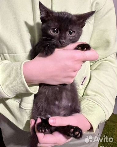 Чёрному Котёнку Малышу Нужен дом