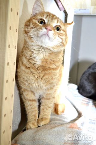 Котик Лёвушка в добрые руки