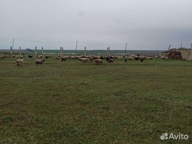 Ягнята