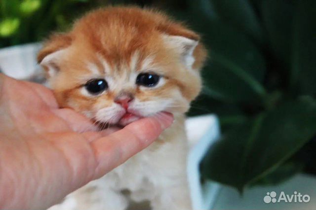 Круассан, мачо в экслюзивном окрасе