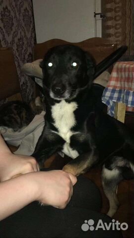 Собака в добрые руки