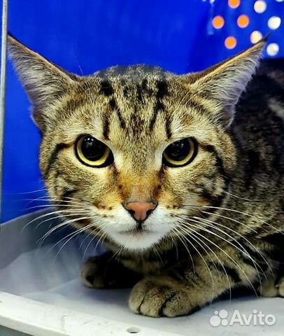 Котик Шумахер устал от этого ралли