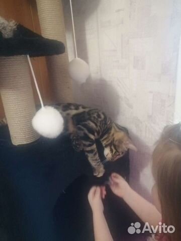 Бенгальские котята