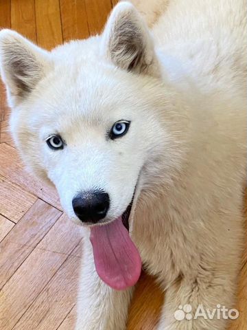 Отдам собаку в добрые руки бесплатно