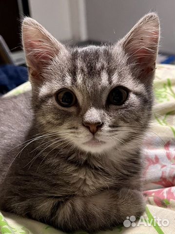 Серенький Котеночек Кай (1,5 мес.) ищет дом