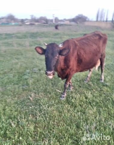 Корова высокоудойная