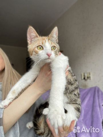 Трехцетный котенок девочка ищет добрые руки