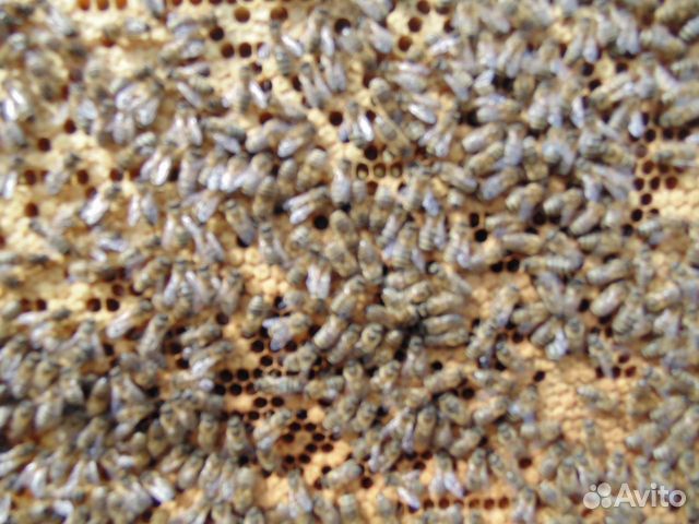 Продам пчелосемьи