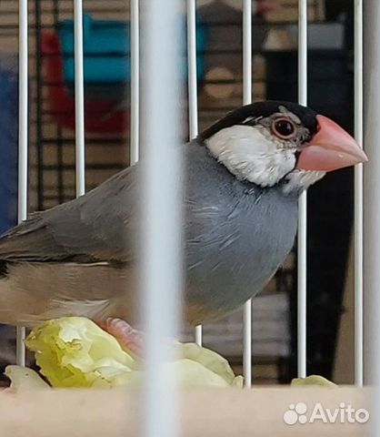 Рисовая амадина