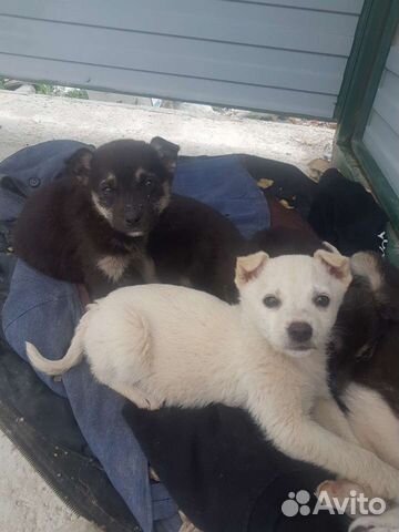 Собаки щенки бесплатно