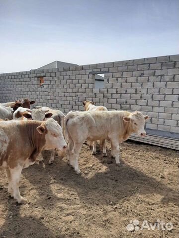 Бычки и быки на мясо и докорм