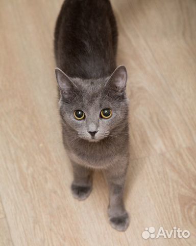 Ласковая кошечка Полина ждёт любящую семью