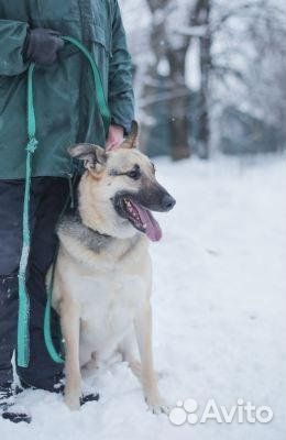 Арчи. Собака в добрые руки