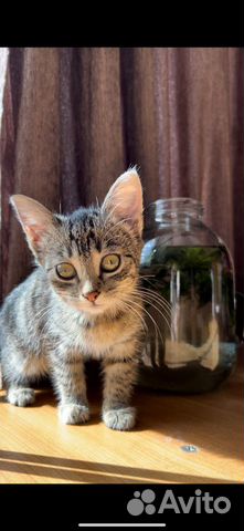 Котёночек девочка в дар