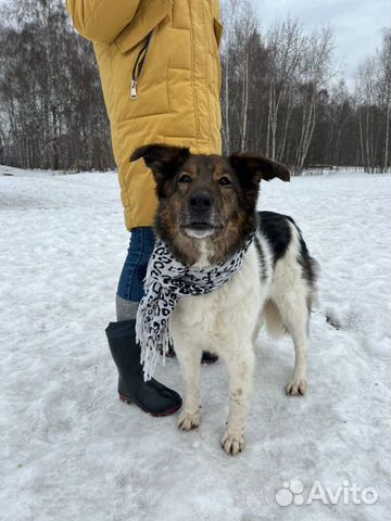 Ласковая Собака Майли ищет дом