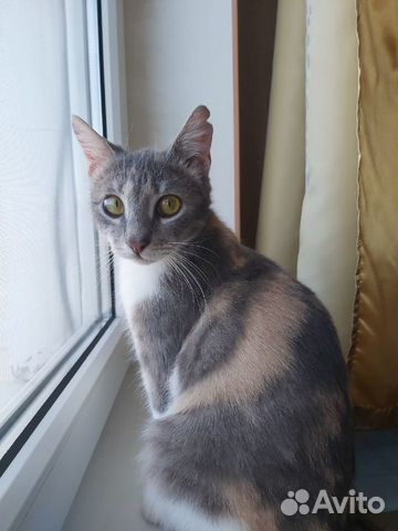 Груша ищет дом