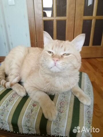 Кот и кошка в хорошие руки