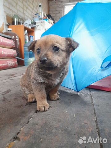 Девочка шоколадка