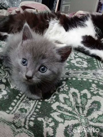 Котик вислоухого шотланца