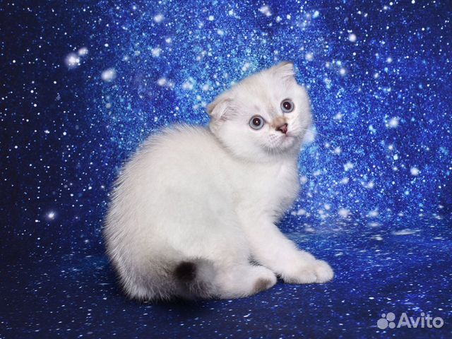 Манчкин мальчик long
