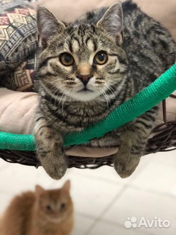 Котенок ищет дом