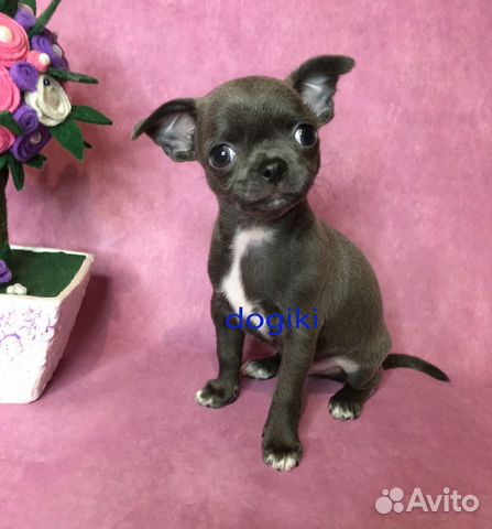 Голубой и кремовый мальчики щенки чихуахуа