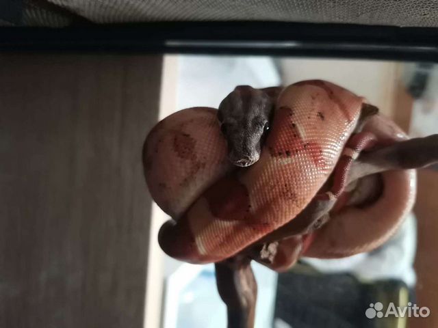 Императорский удав самец salmon