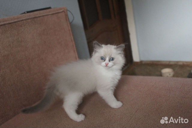 Биколор порода Рэгдолл