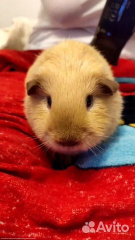 Морская свинка с клеткой