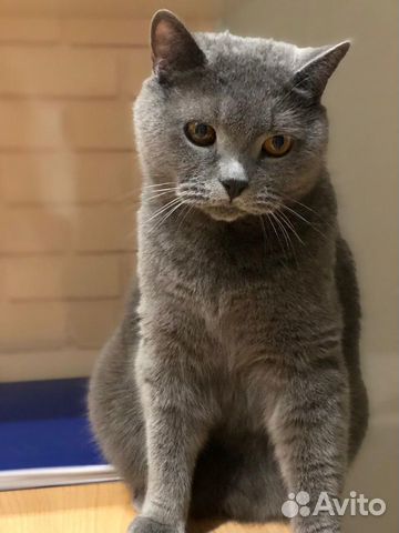 Британская кошка бесплатно