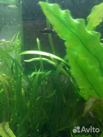 Меченосцы черные