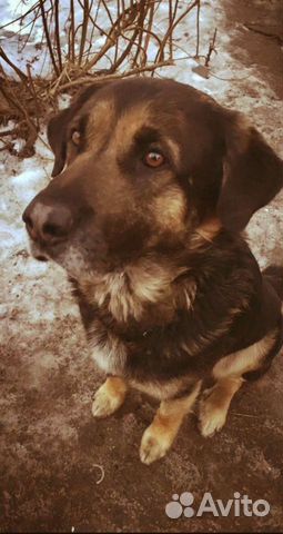 Собака в добрые руки отдам бесплатно