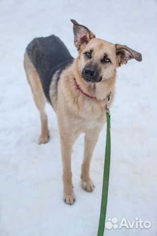 Собака Лиля в добрые руки