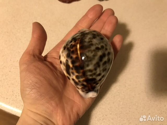 Раковина Тигровой ципреи