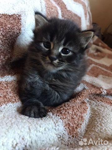 Сибирские котята