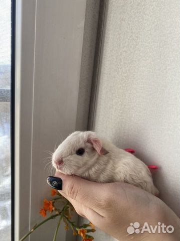 Морская свинка скинни карьер