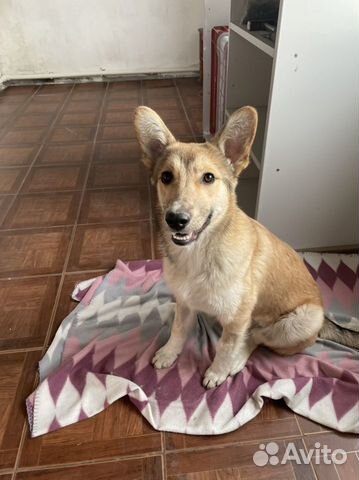 Эльза(щенок) ищет любящих хозяев