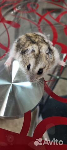 Джунгарский хомяк в дар