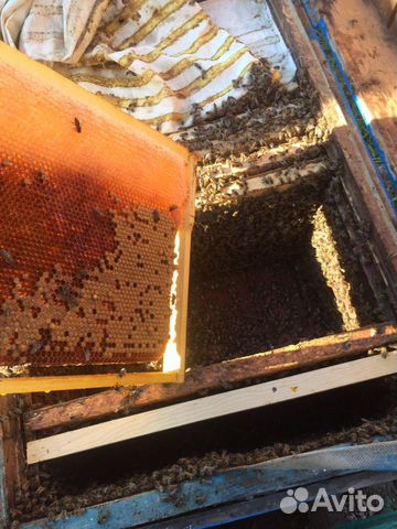 Продам пчелосемьи