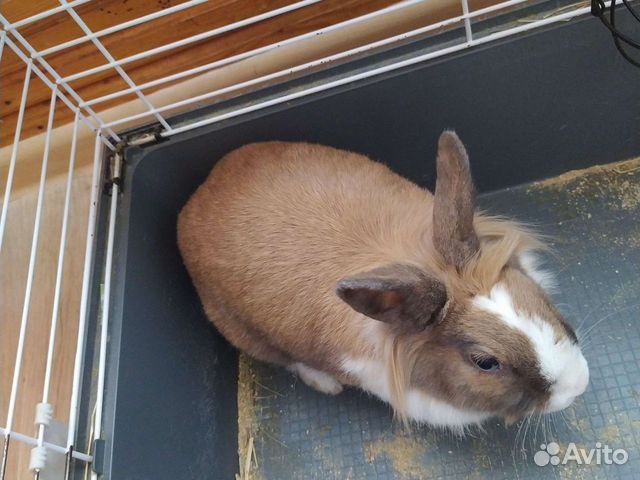 Декоративные кролики мини