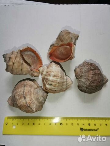 Морские ракушки