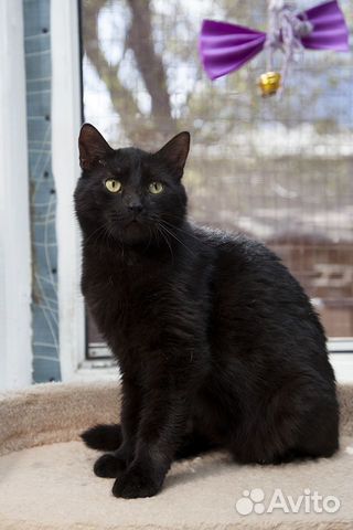 Черный котик Бегемотик в добрые руки