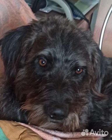 Собаке очень нужна семья