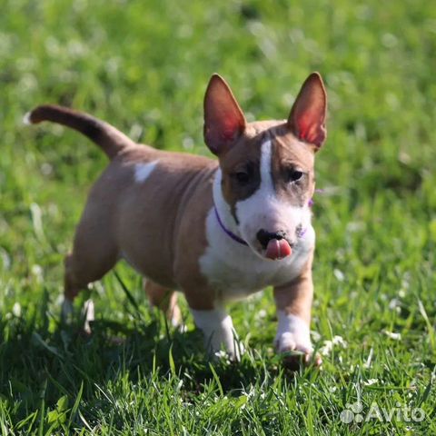 Миниатюрный бультерьер щенки