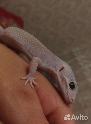 Геккон эублефар
