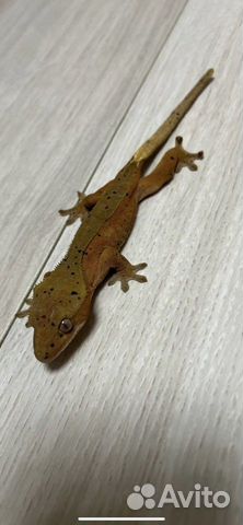 Бананоед самка