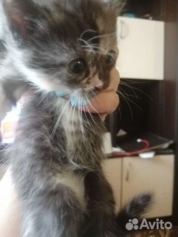 Британская кошка котята