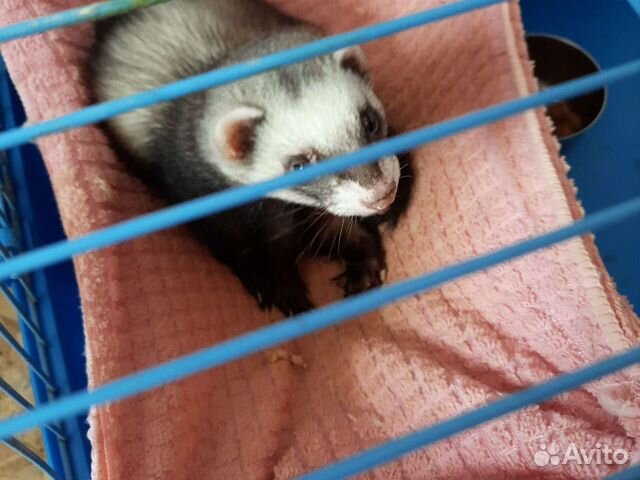 Домашний хорек