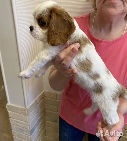 Кавалер Кинг Чарльз Спаниэль